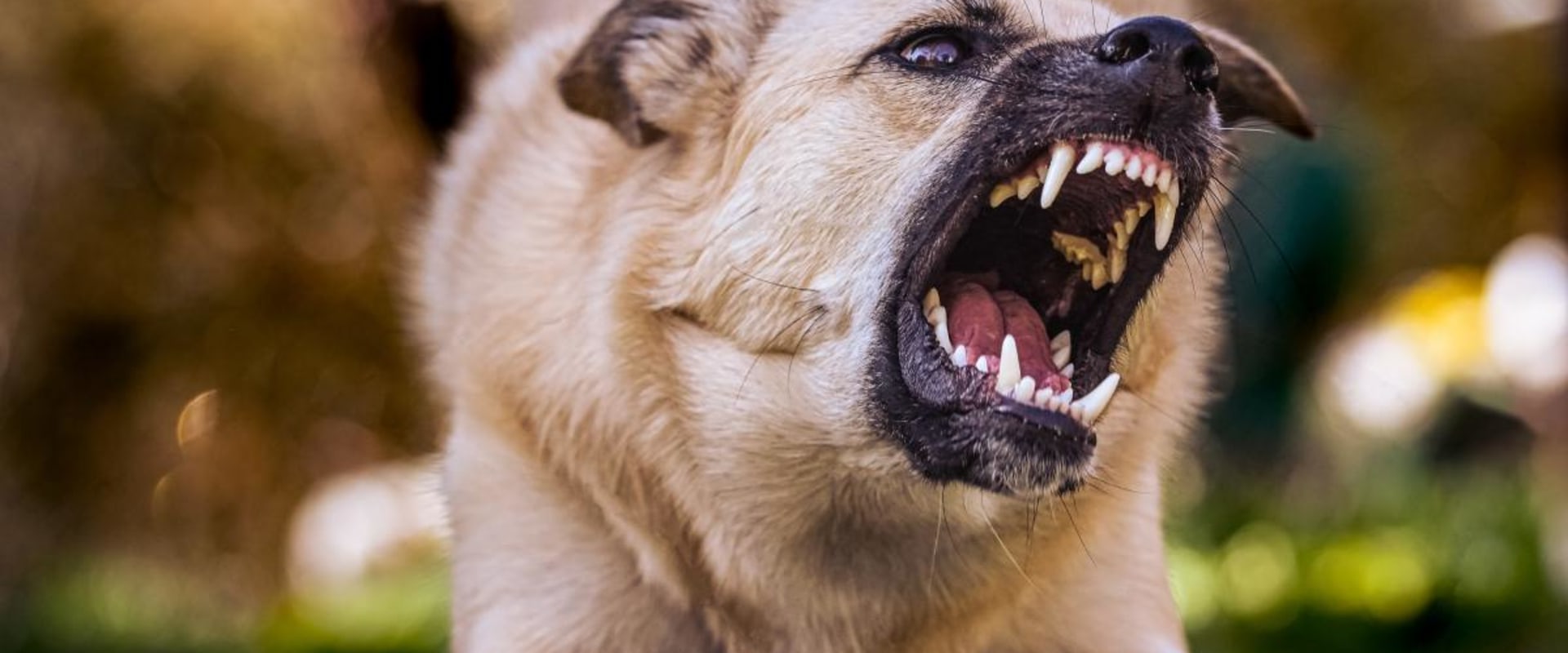 Understanding Dog Aggression: Why Dogs Bite and How to Prevent It