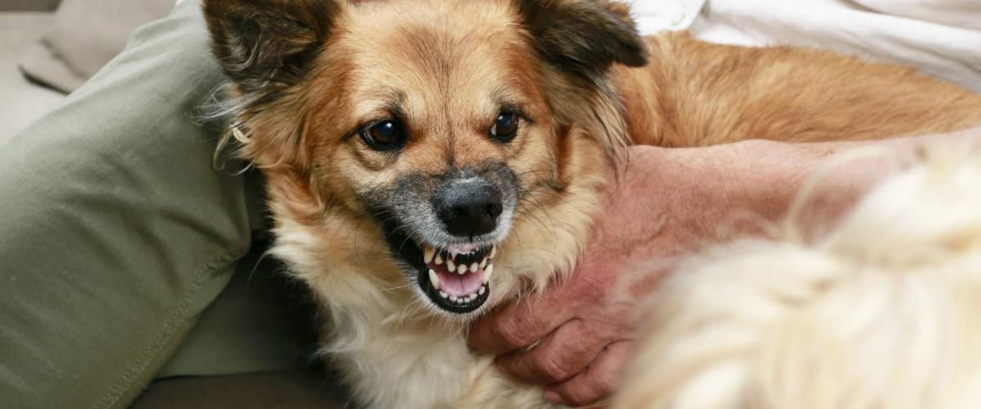 The Truth Behind Dog Bites: Understanding the Warning Signs