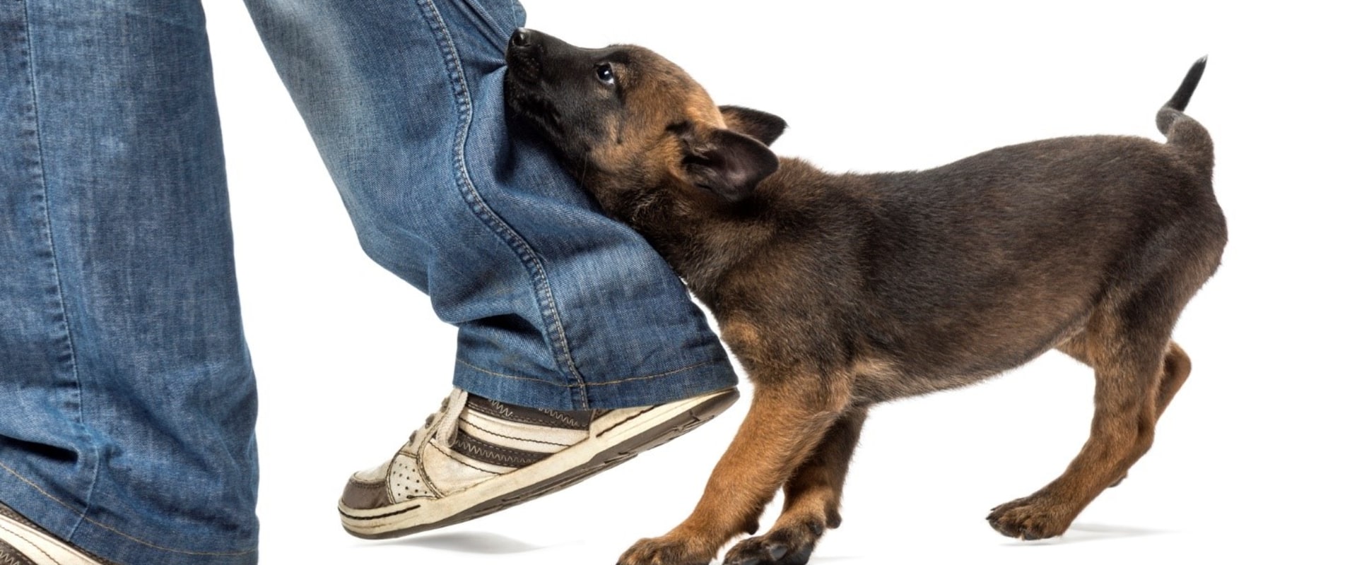 What to Do After Your Dog Bites Someone: Expert Tips and Advice