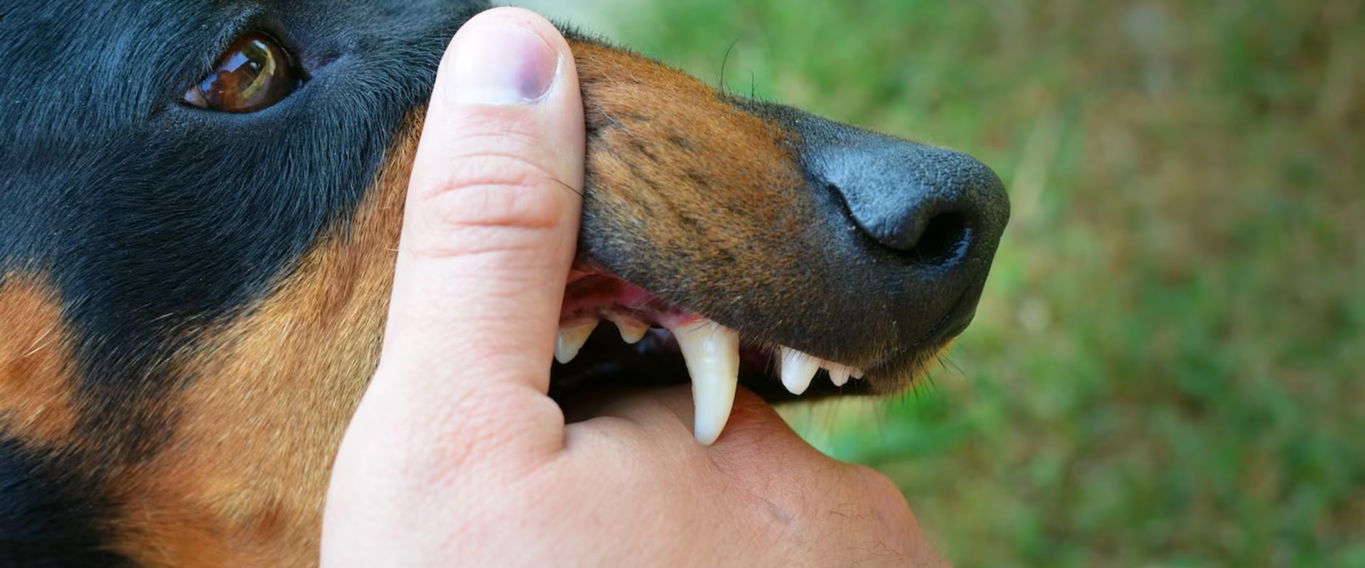 What to Do If Your Dog Accidentally Bites You