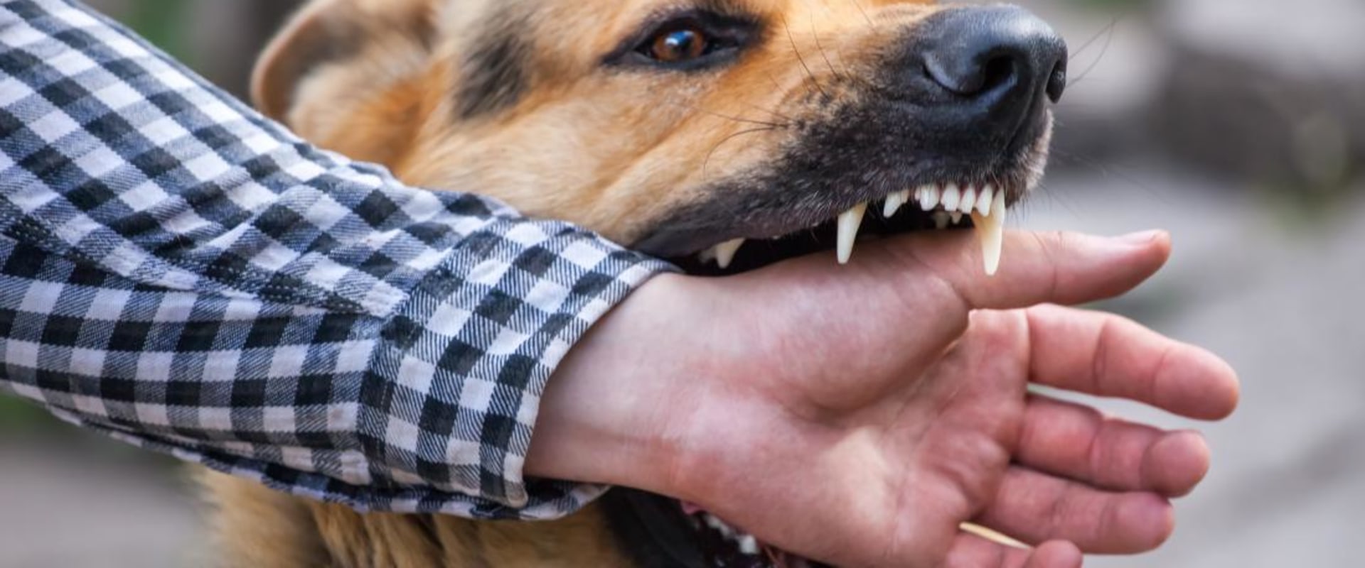 The Science Behind Why Dogs Bite Some People But Not Others