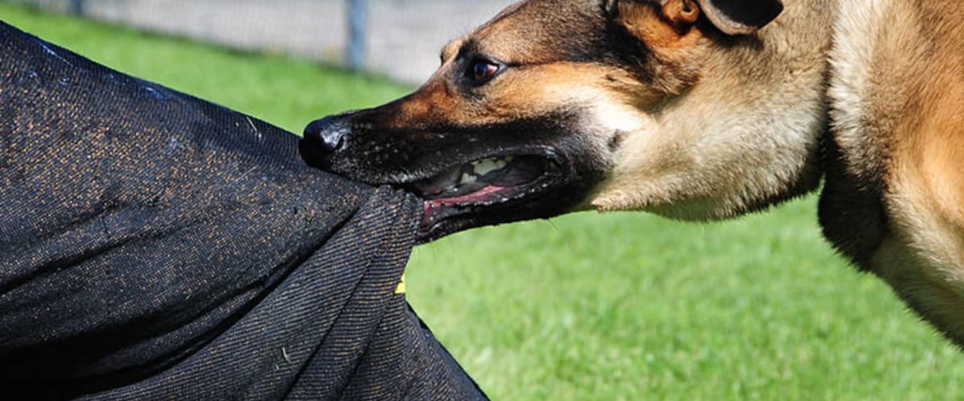 Dealing with a Biting Dog: Expert Tips and Strategies